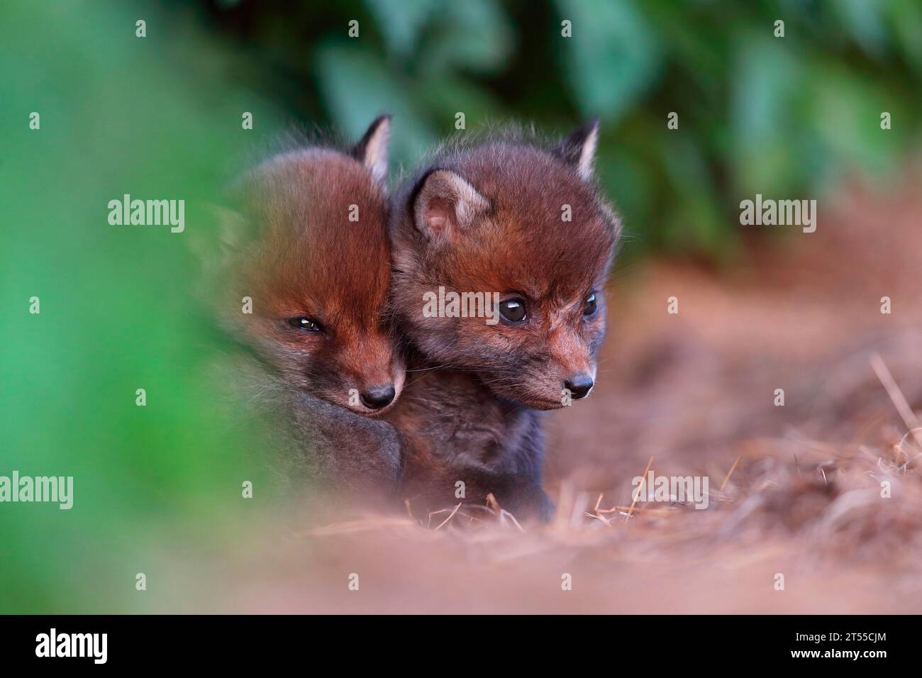 Red fox (Vulpes vulpes) two cubs dozing huddled together, Ardennes ...