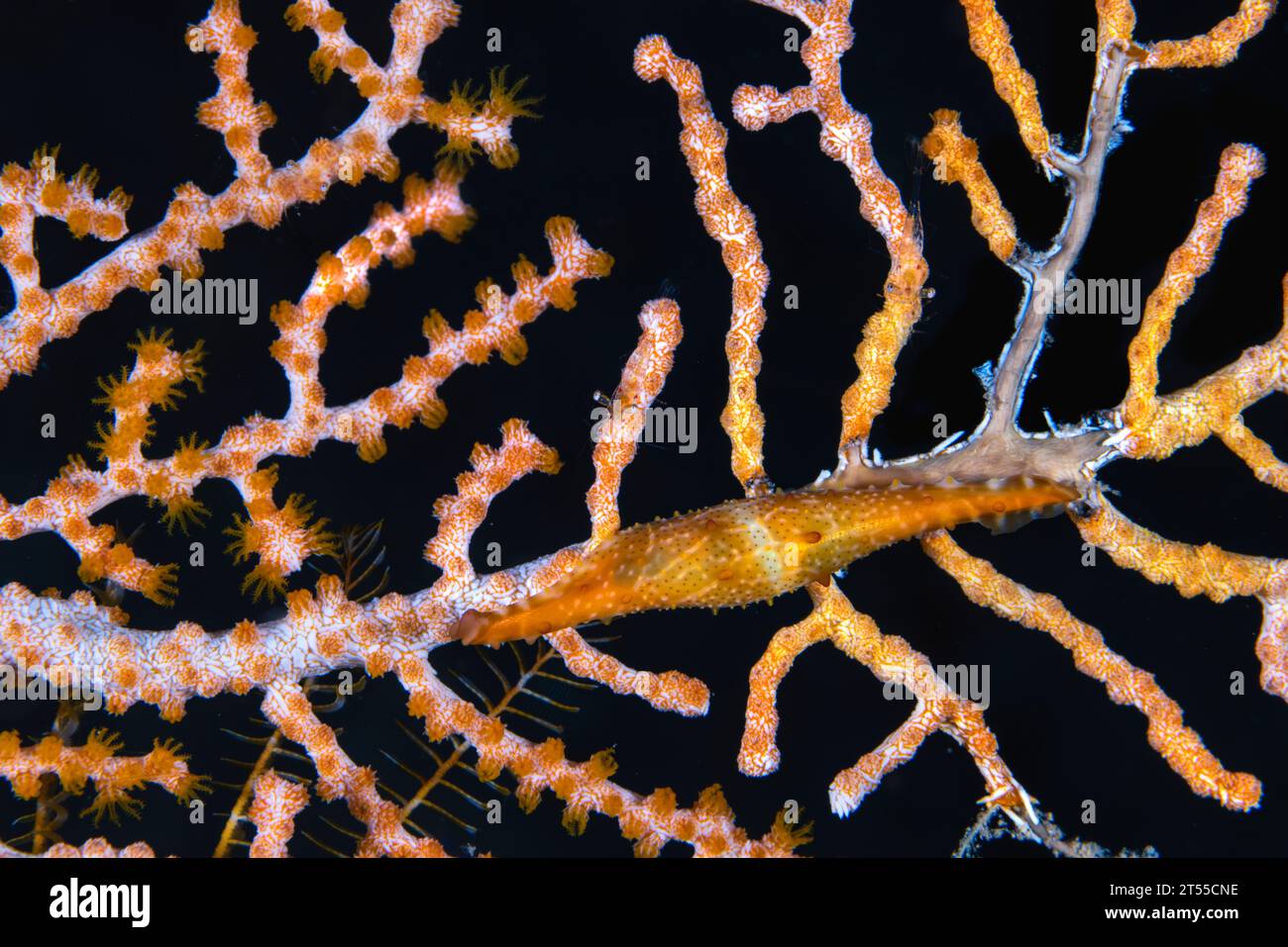 Cowry devouring the polyps of a gorgonian under the gaze of tiny ...