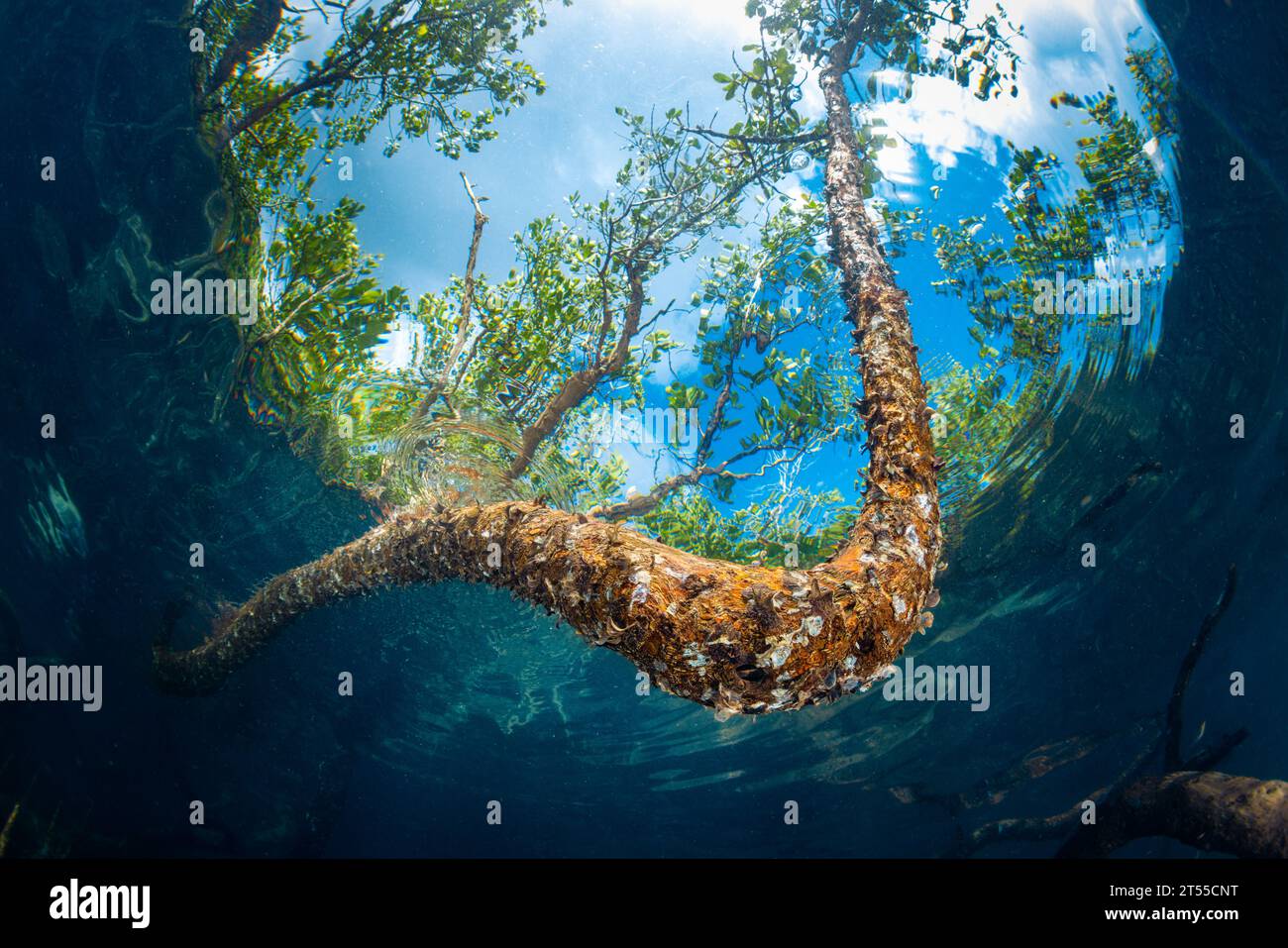 Mussels and oysters on mangrove roots in Mayotte. Mussels and oysters ...