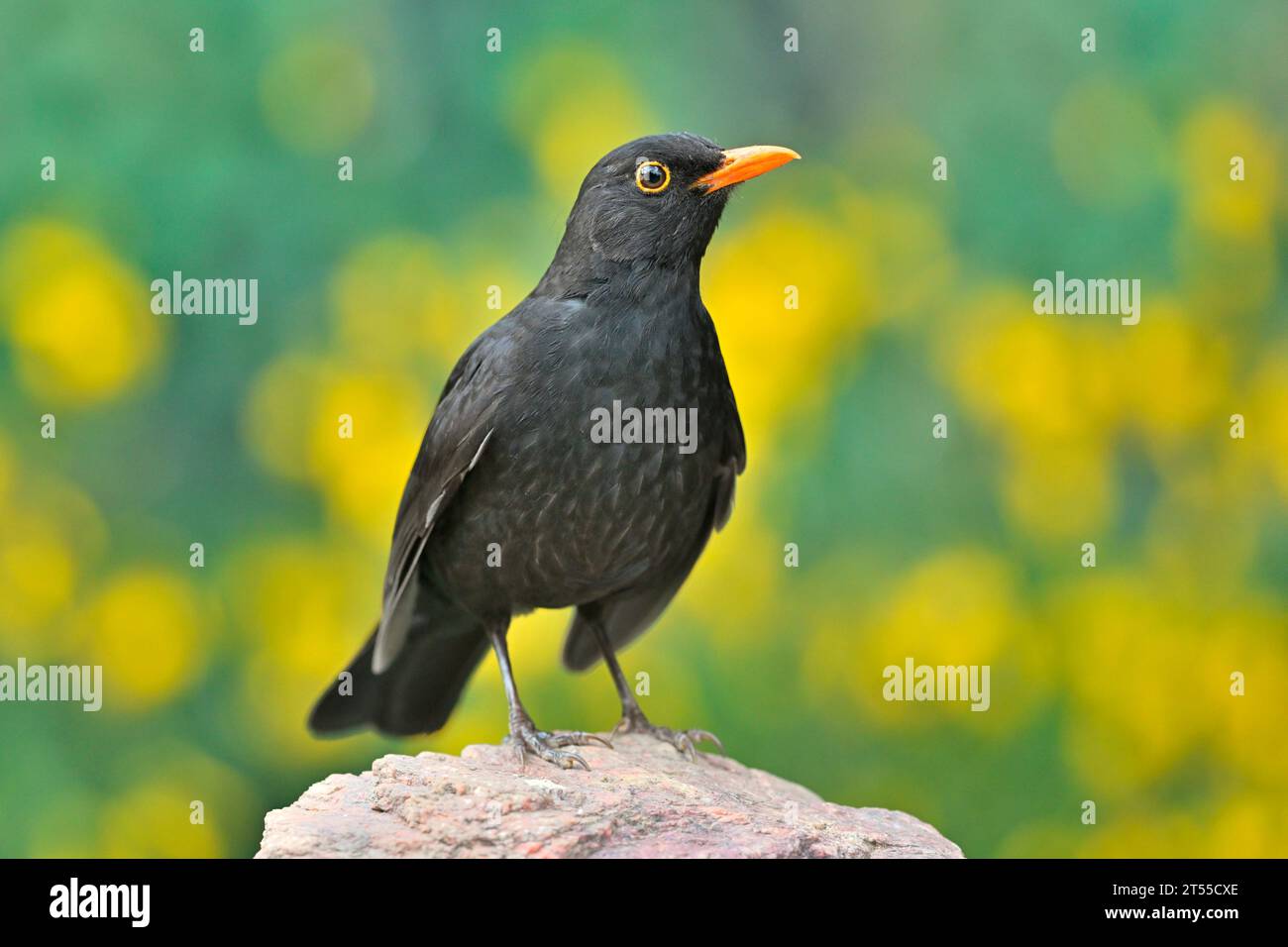 Common Blackbird (Turdus merula), side view of an adult male standing ...
