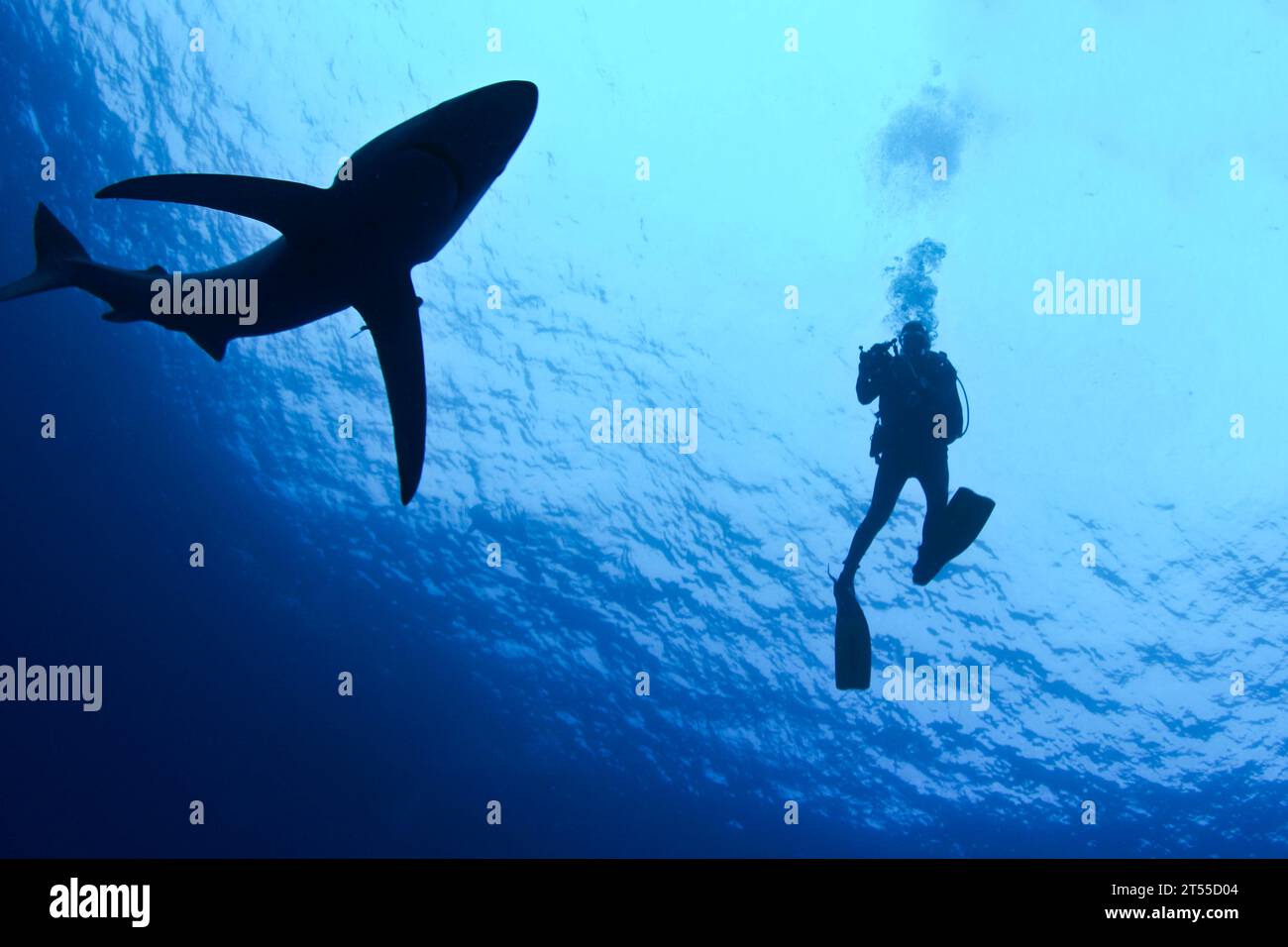 Blue Sharks of the Azores Islands Stock Photo - Alamy