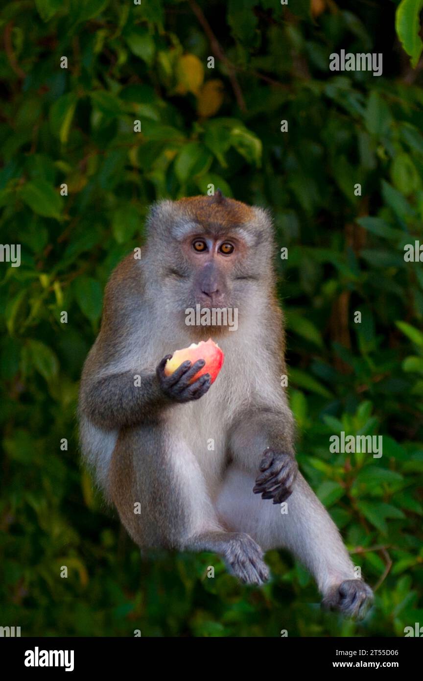 Pictures of wild and captive primates taken in Borneo & Langkawi in ...