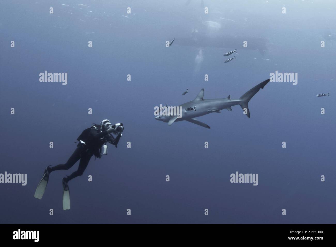 Blue Sharks of the Azores Islands Stock Photo - Alamy