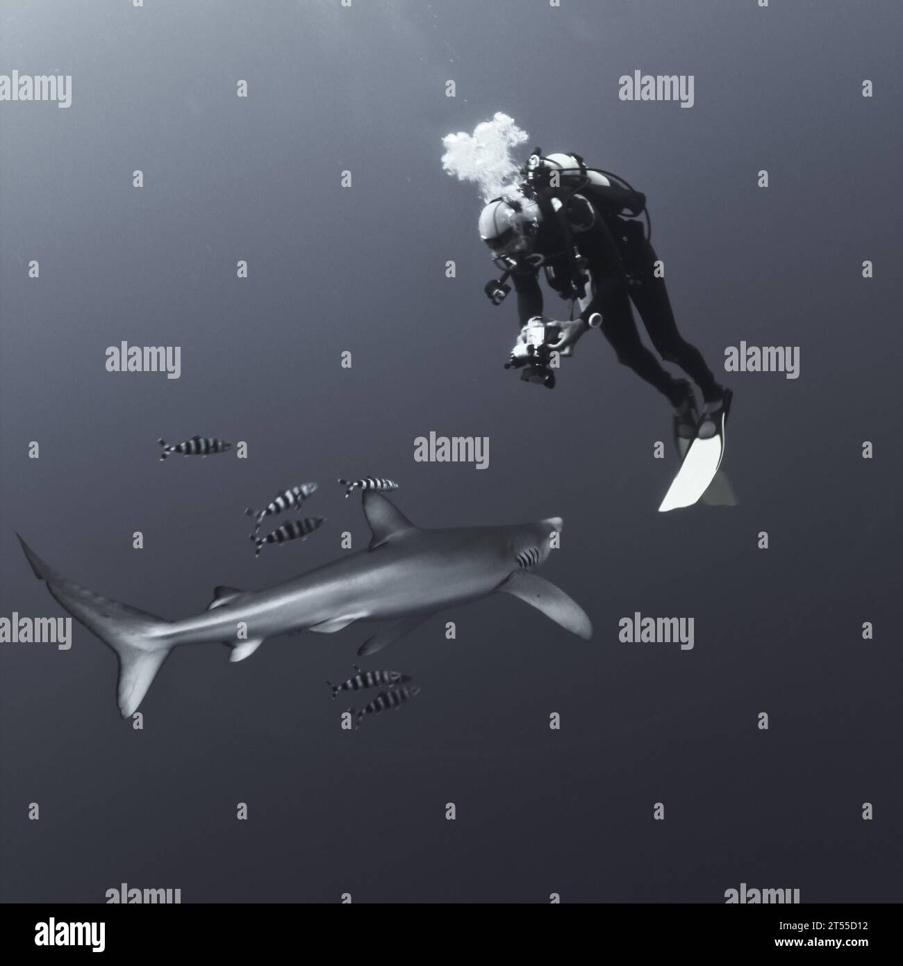 Blue Sharks of the Azores Islands Stock Photo - Alamy