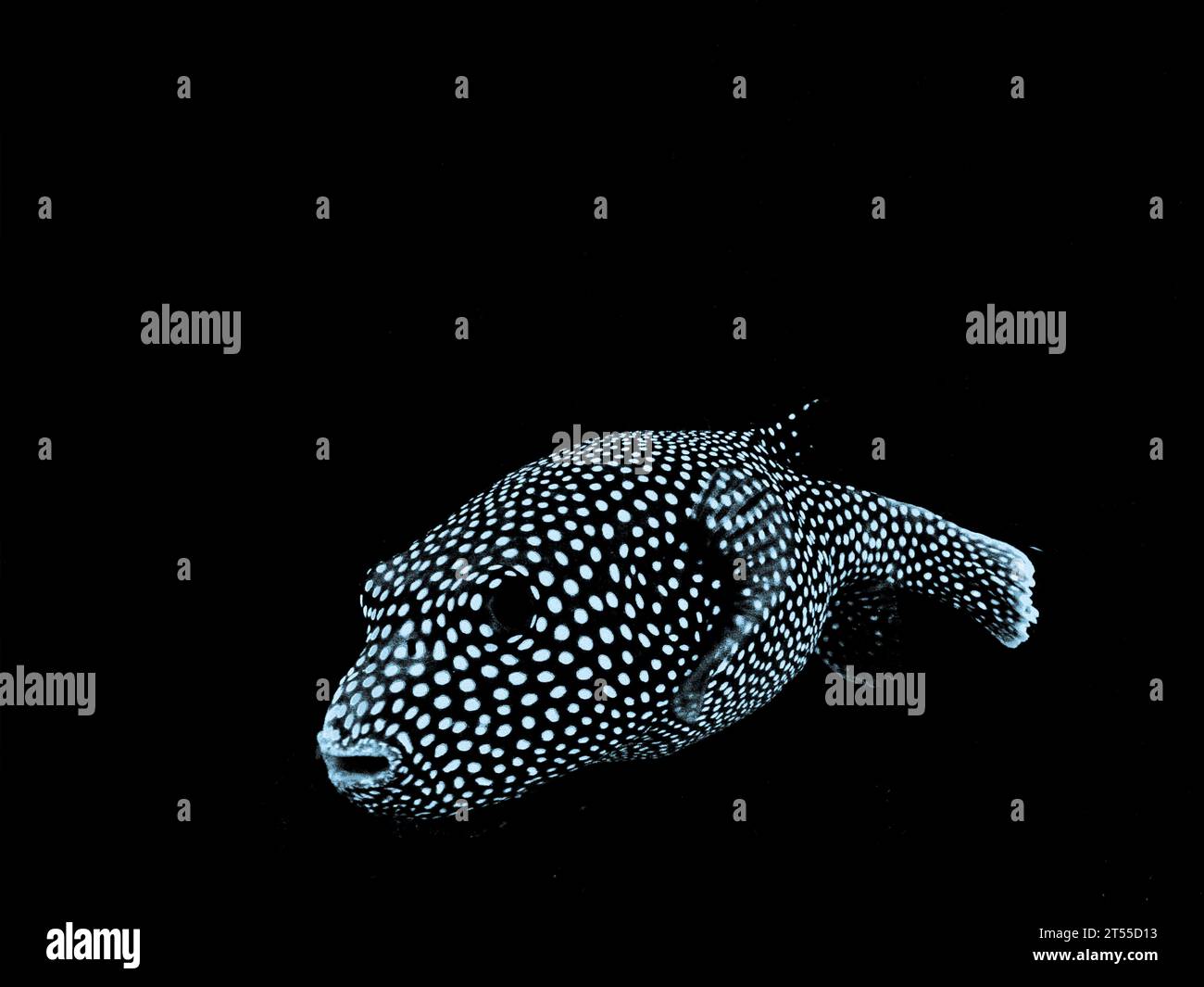 Yellow spotted puffer fish taken in Kona Island Hawaii Stock Photo - Alamy