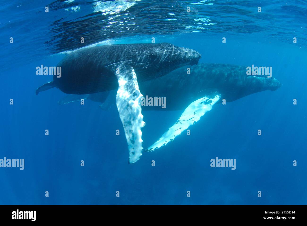 Humpback whales of the Silver Bank The humpback whale (Megaptera ...