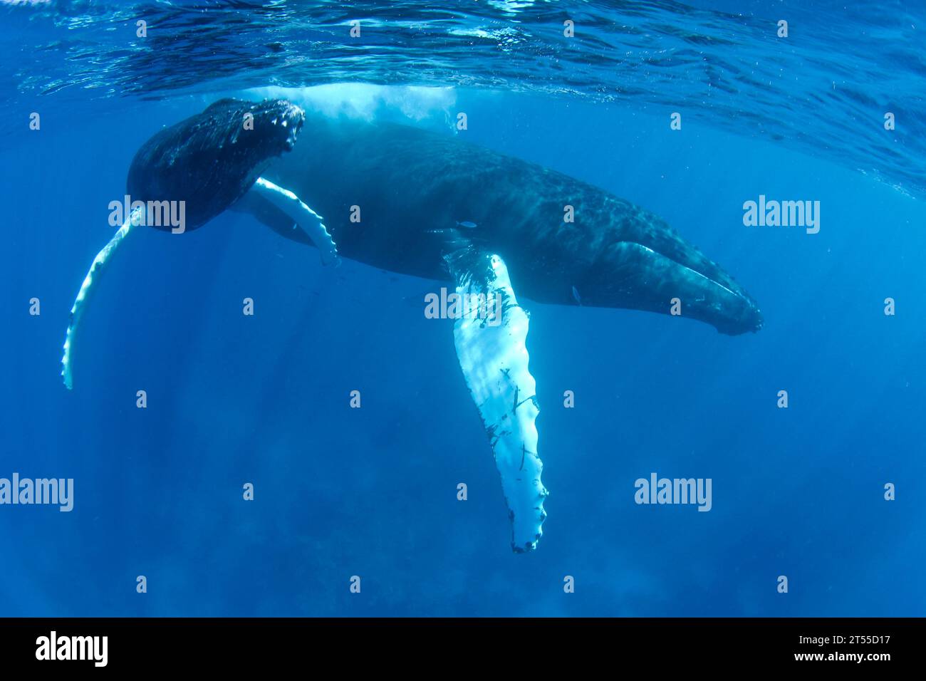 Humpback whales of the Silver Bank The humpback whale (Megaptera ...