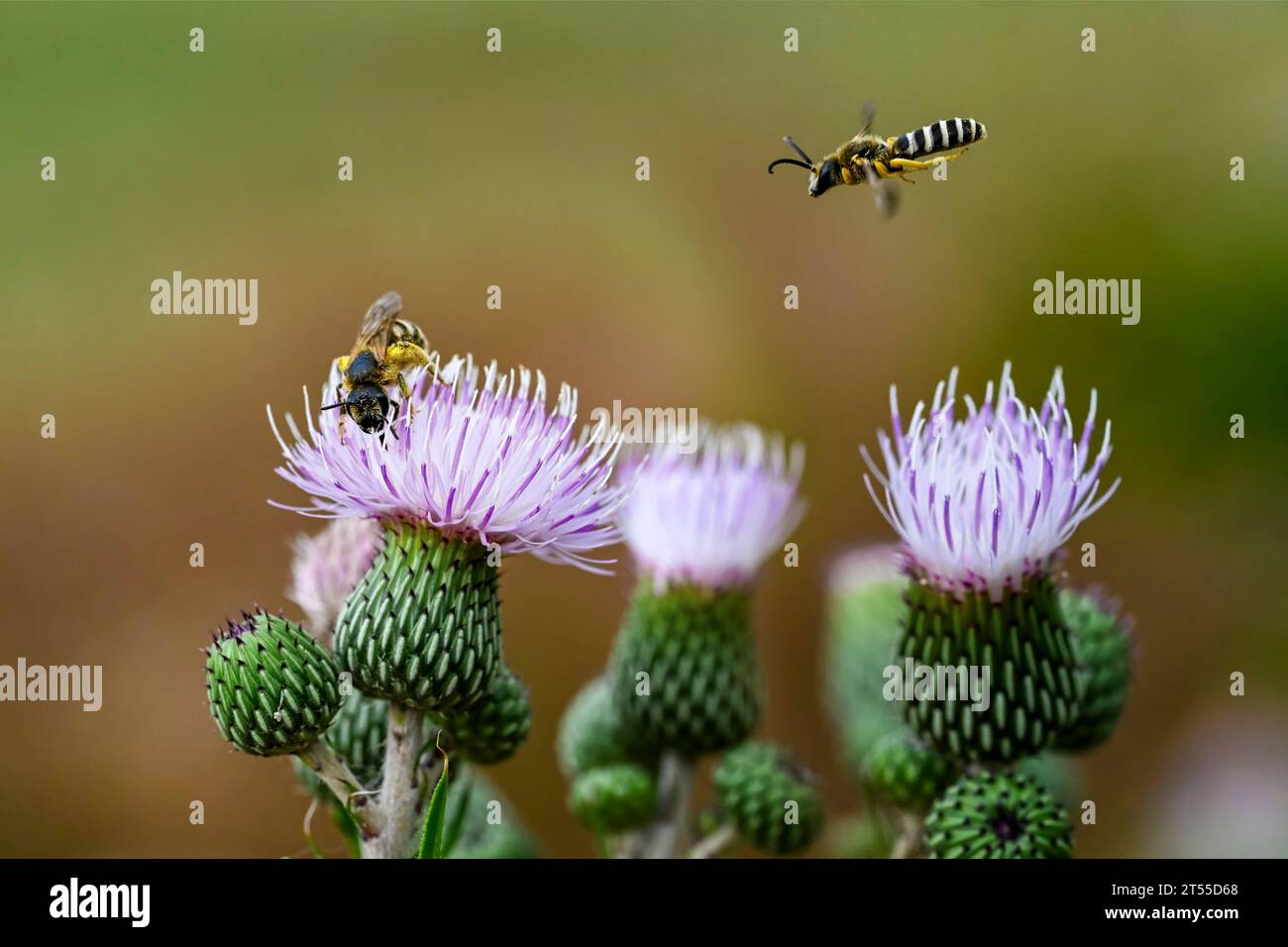 Great banded furrow-bee (Halictus scabiosae) taking off from a ...