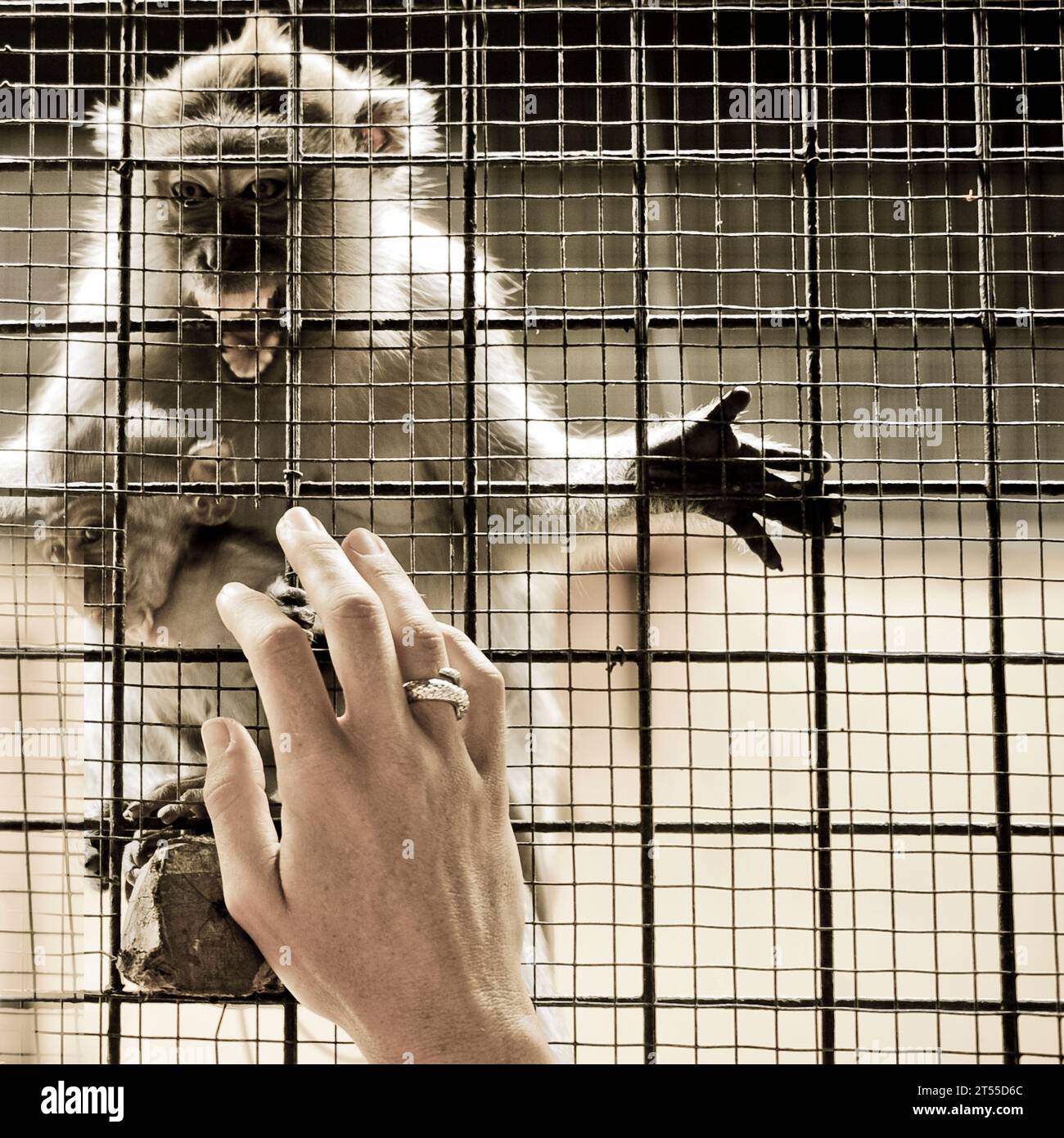 Pictures of wild and captive primates taken in Borneo & Langkawi in ...