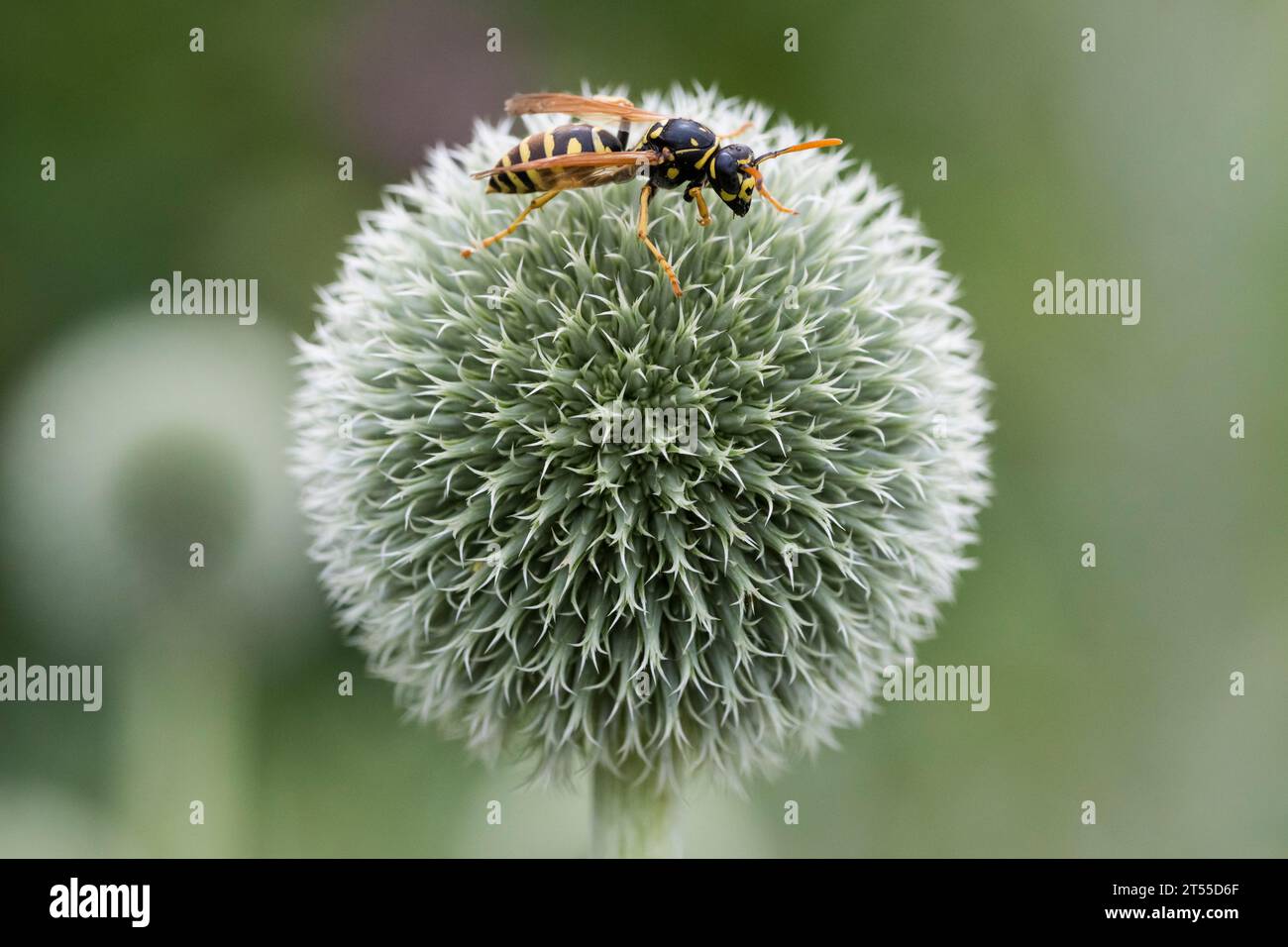 Paper Wasp (Polistes sp) on Blue Thistle (Echinops ritro), Jean-Marie ...