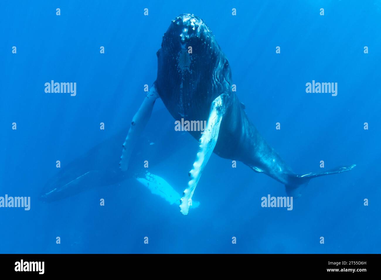 Humpback whales of the Silver Bank The humpback whale (Megaptera ...