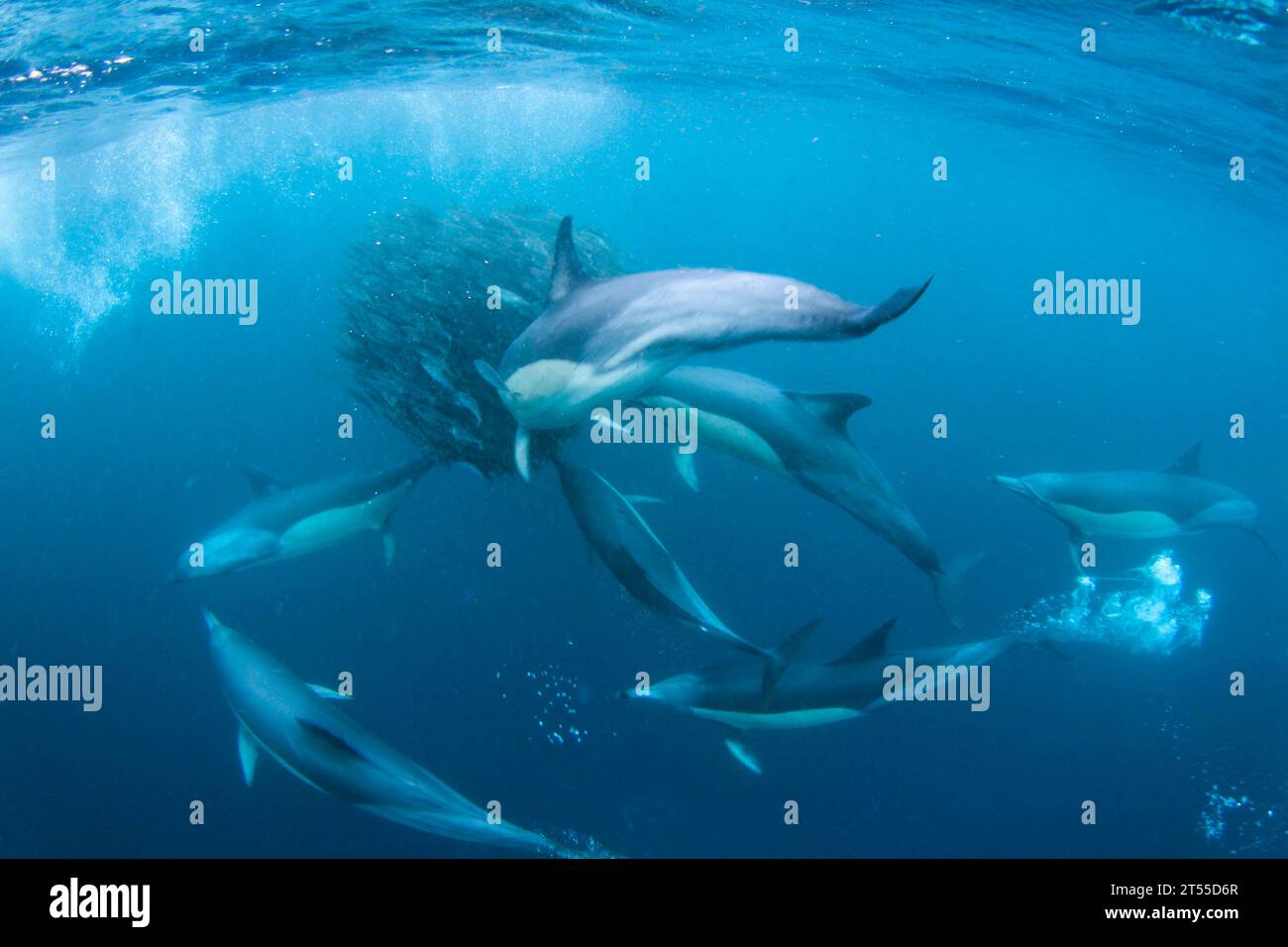 The sardine run south africa hi-res stock photography and images - Alamy