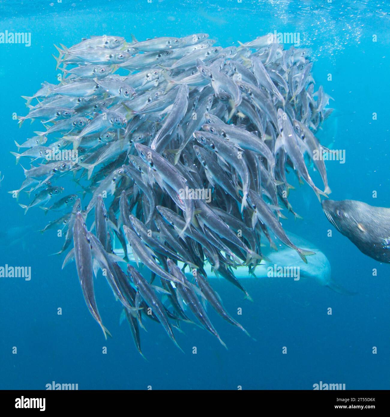 Images of the Seasonal Sardine Run South Africa captured May 2011. Common dolphins sardines and ...
