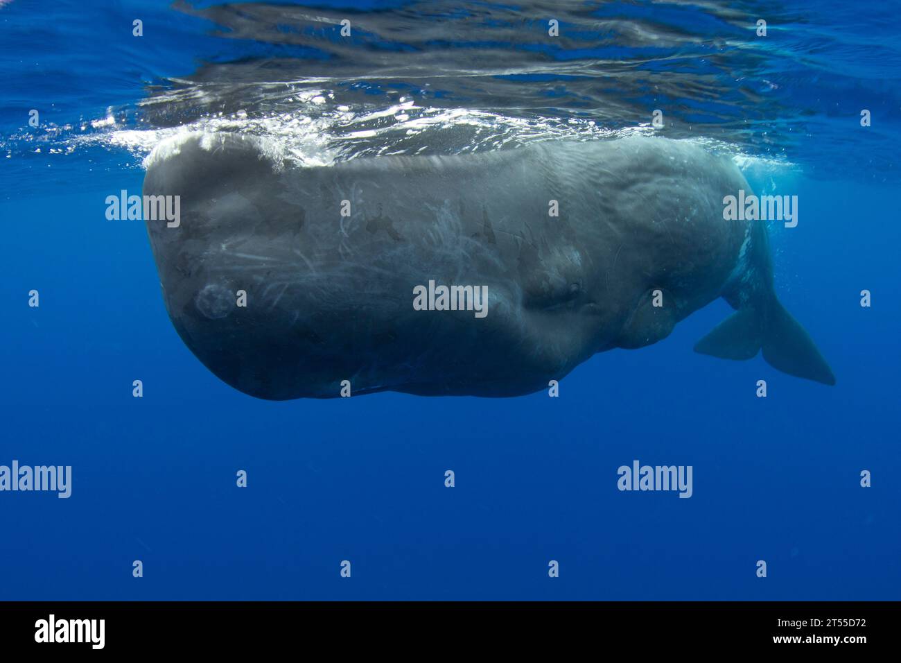 Humpback whales of the Silver Bank Stock Photo - Alamy