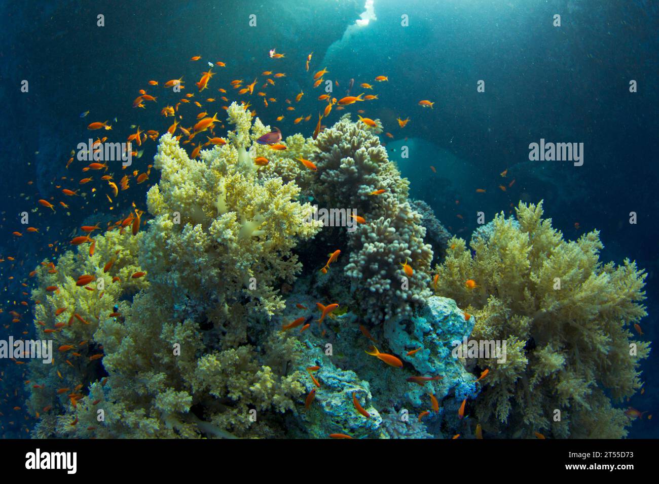 The Red Sea (alternatively Arabian Gulf or Gulf of Arabia is a seawater ...