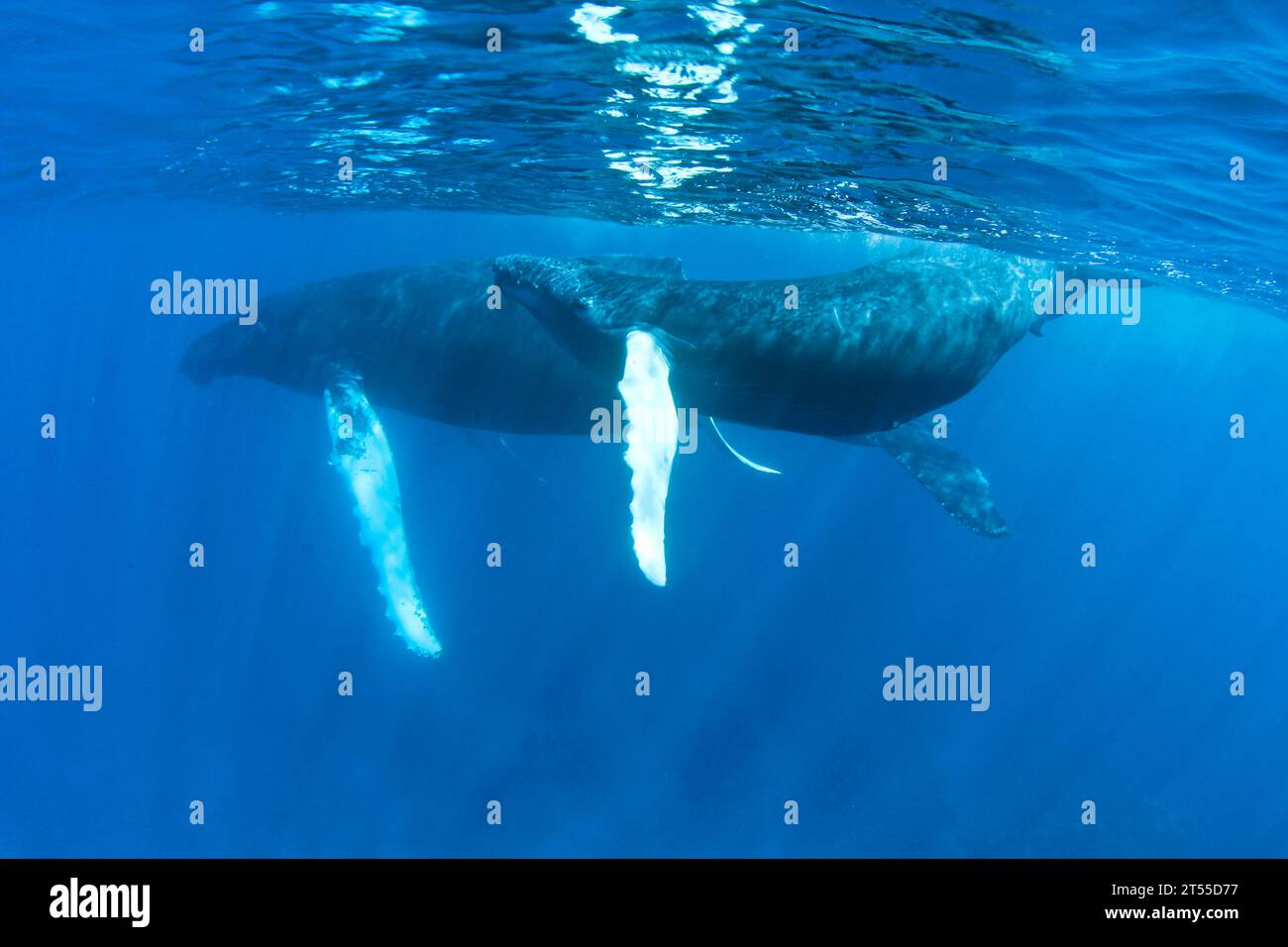 Humpback whales of the Silver Bank The humpback whale (Megaptera ...