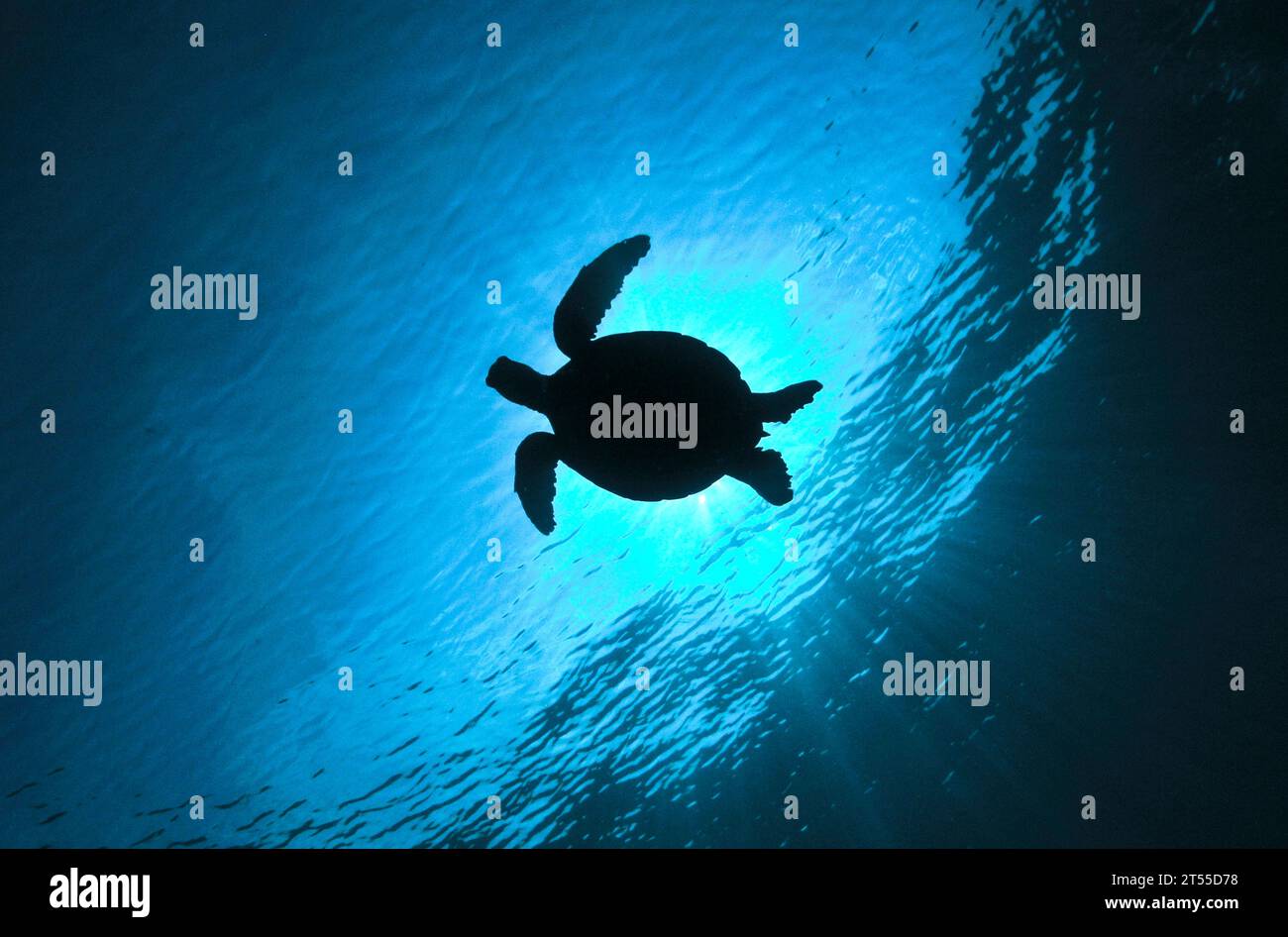 Blue Sharks of the Azores Islands Stock Photo - Alamy