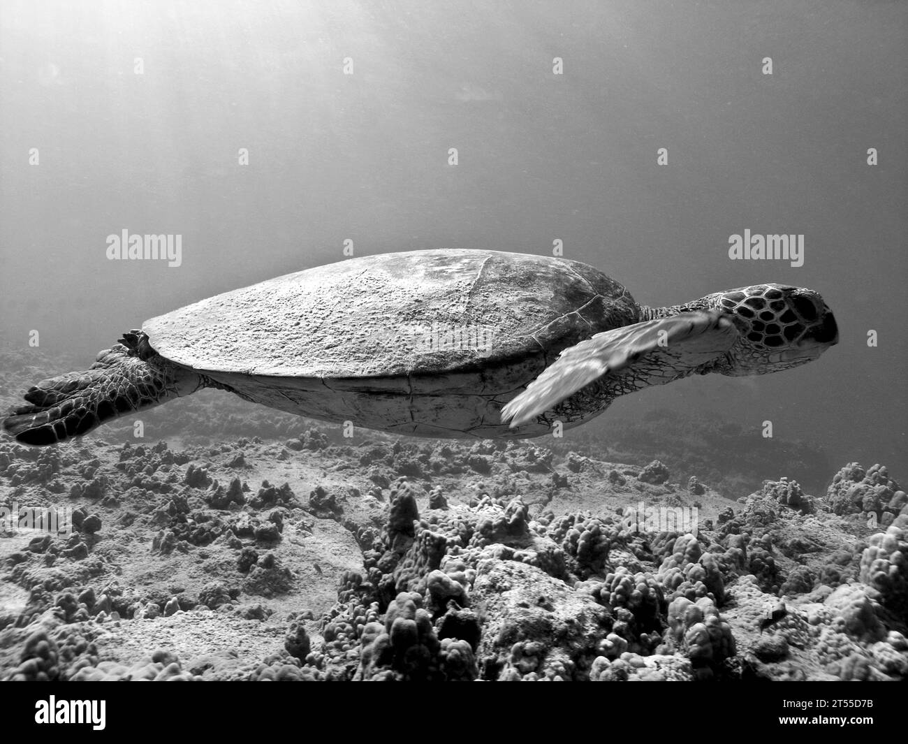 Chelonia Black and White Stock Photos & Images - Alamy