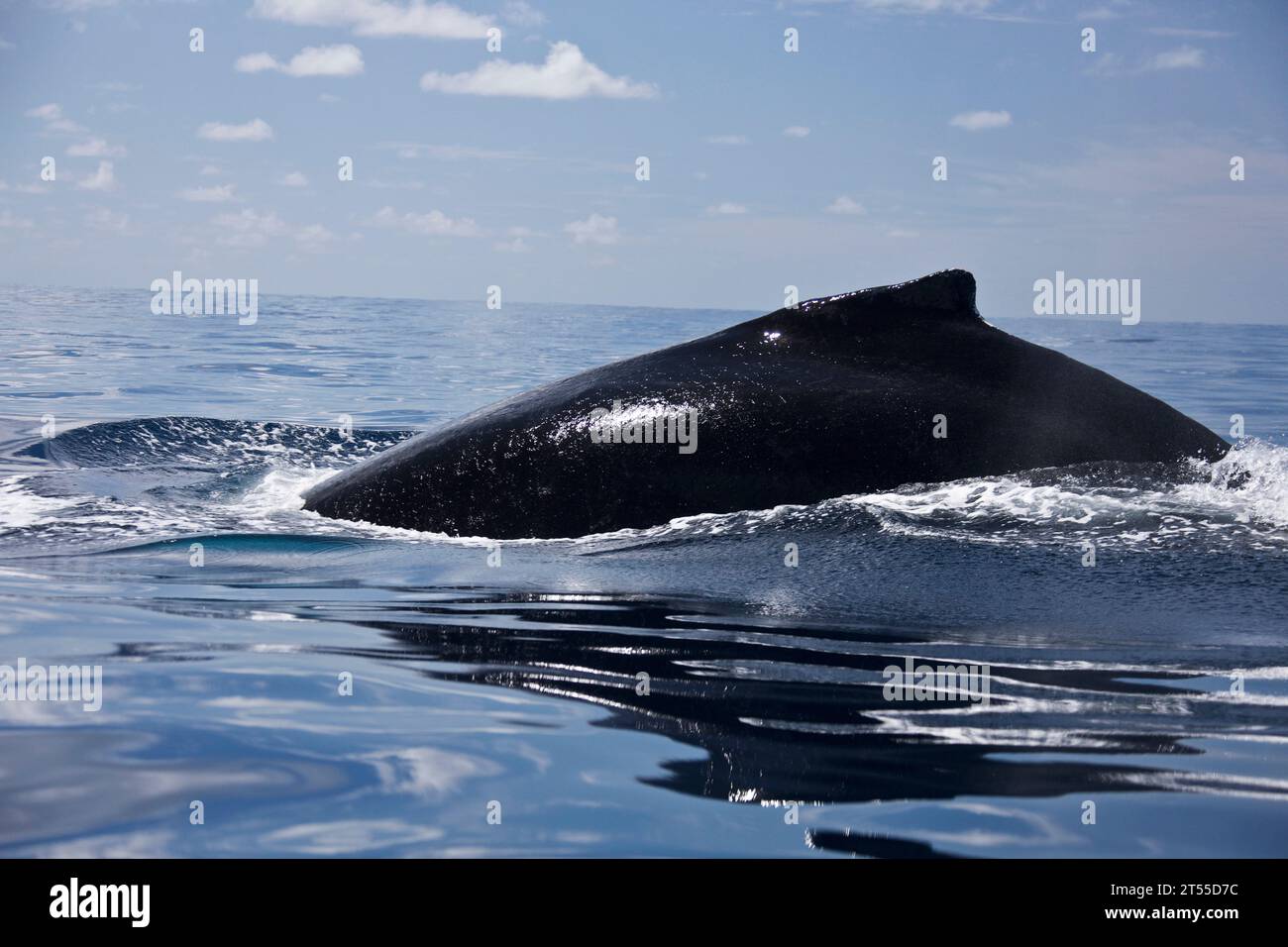 Humpback whales of the Silver Bank The humpback whale (Megaptera ...