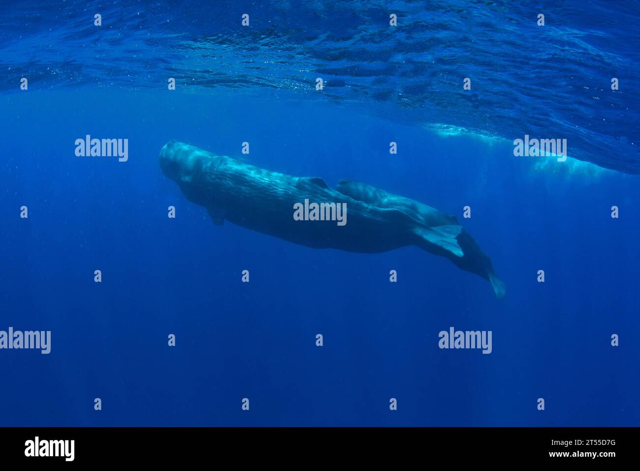 The sperm whale known as Physeter macrocephalus is a marine mammal ...