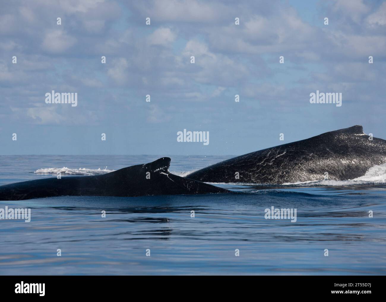 Humpback whales of the Silver Bank The humpback whale (Megaptera ...