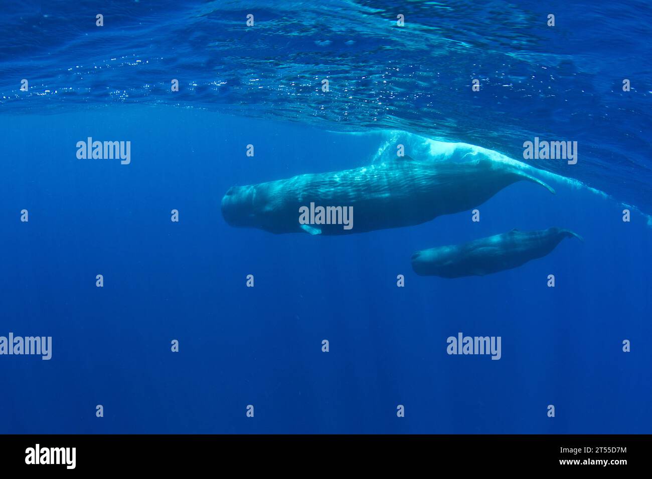 The sperm whale known as Physeter macrocephalus is a marine mammal ...