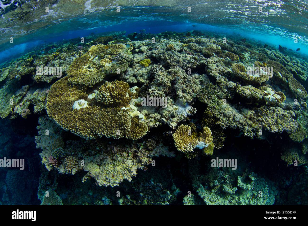 The Red Sea (alternatively Arabian Gulf or Gulf of Arabia is a seawater ...