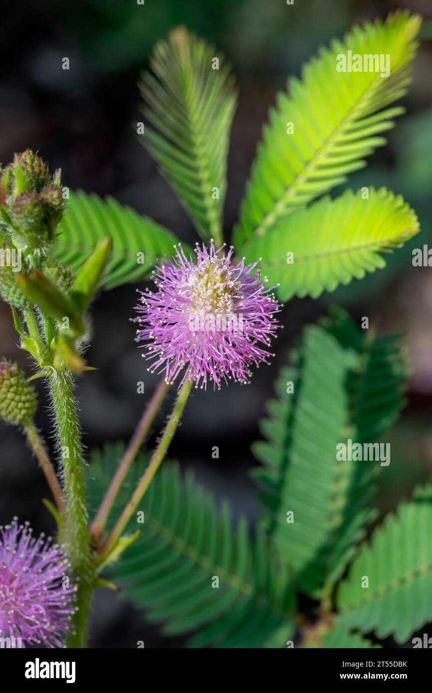 Sensitive plant (Mimosa pudica) flower Stock Photo - Alamy