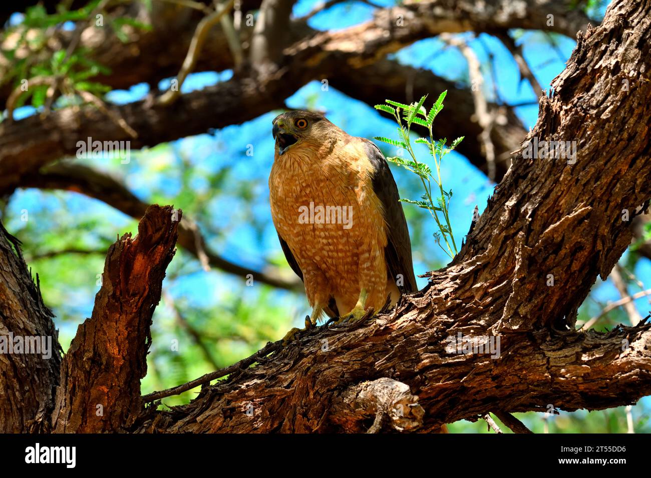 Cooper's hawk (Accipiter cooperii) N. America. Catalina state park ...