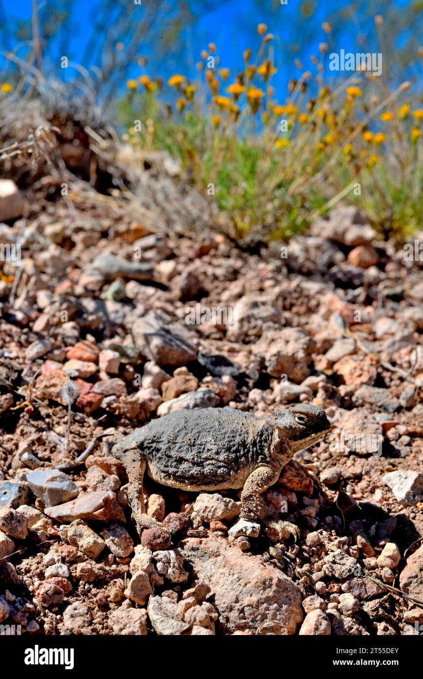 Round-Tailed Horned Lizard (Phrynosoma modestum) Near San Simon ...