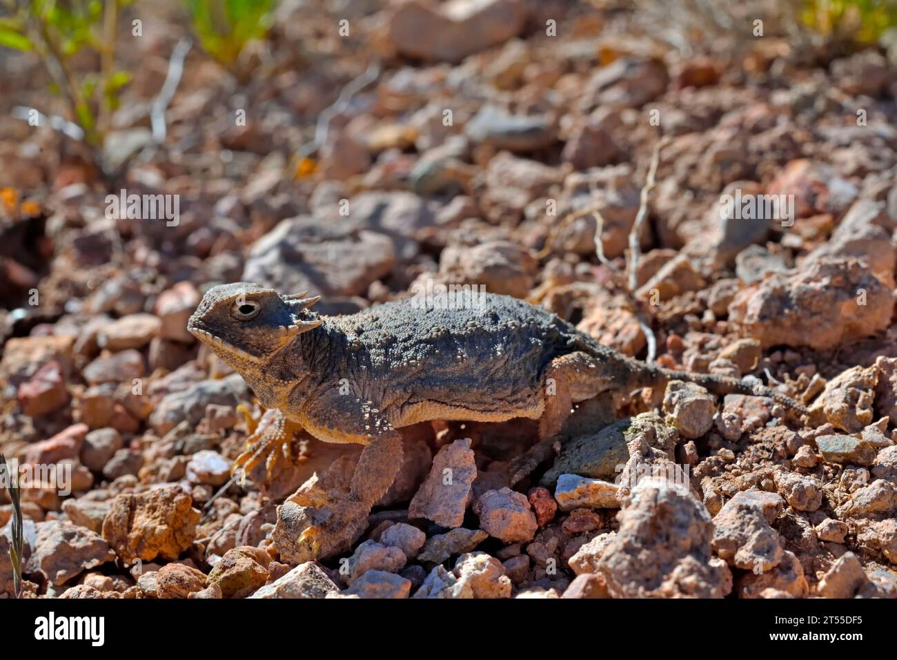 Round-Tailed Horned Lizard (Phrynosoma modestum), Near San Simon ...