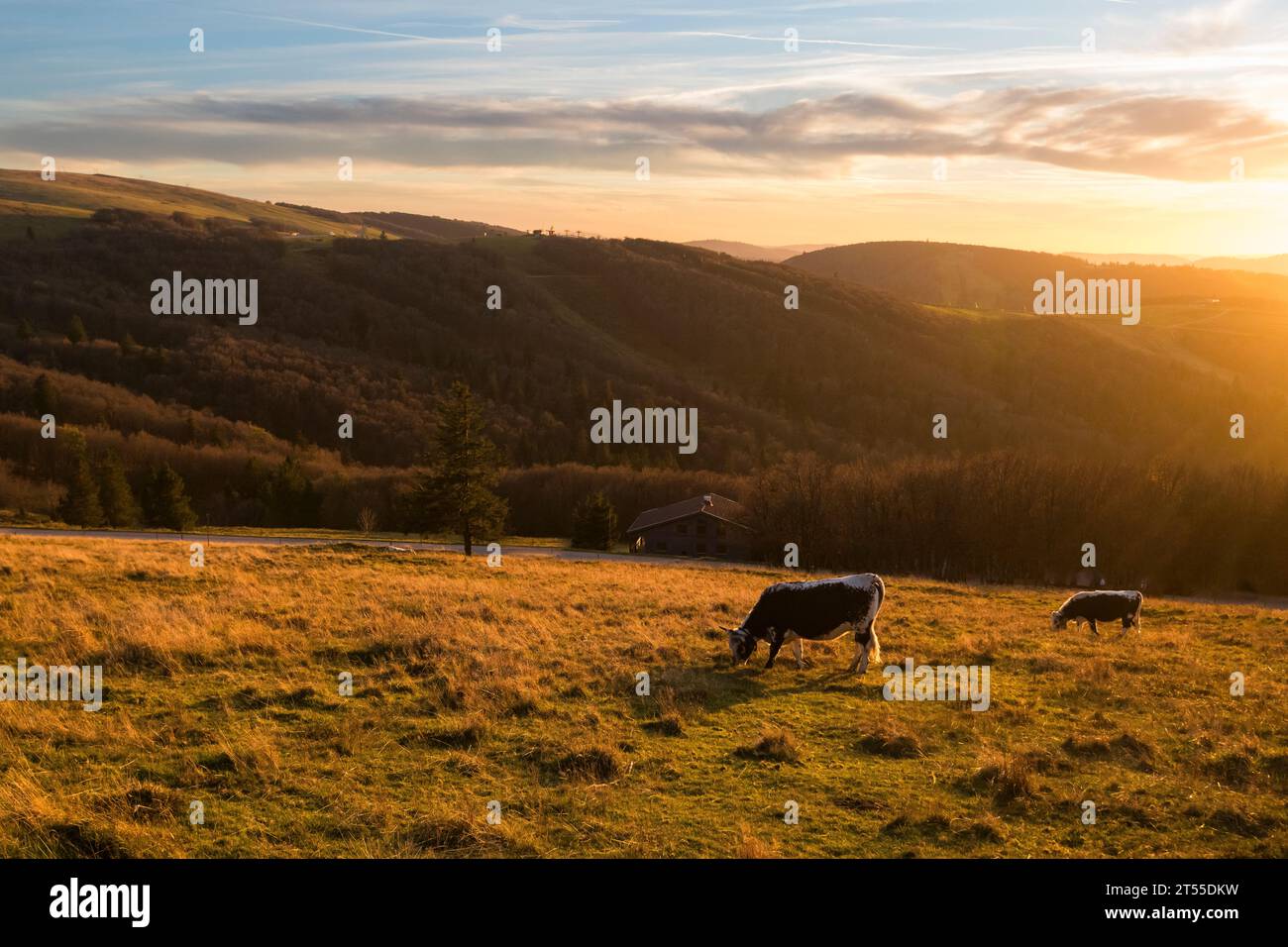 Vosgienne cows in the high stubble towards the Hohneck, Vosges, France ...