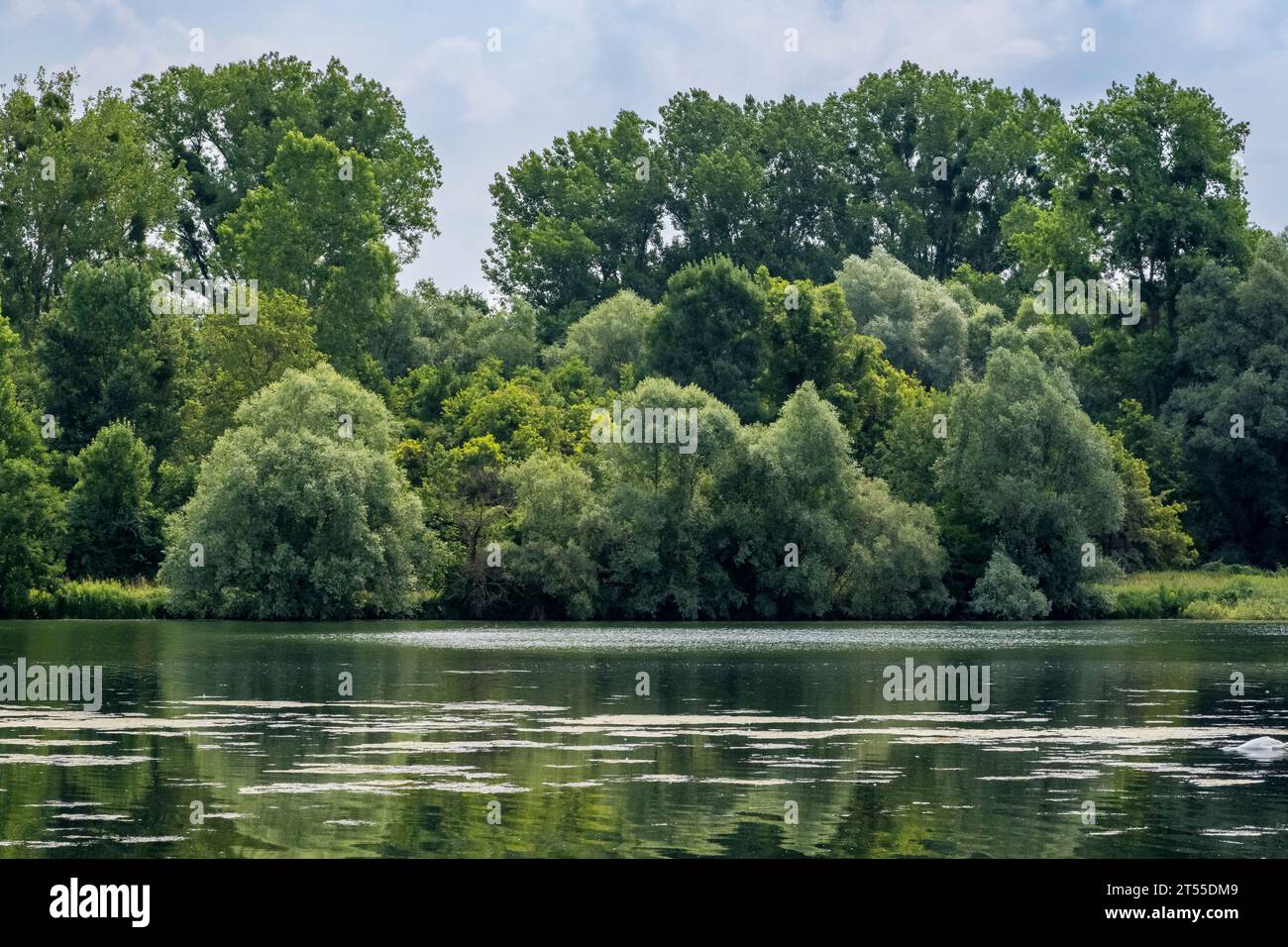 Landscape of the natural reserve of the Ile du Rhin du Rohrschollen ...
