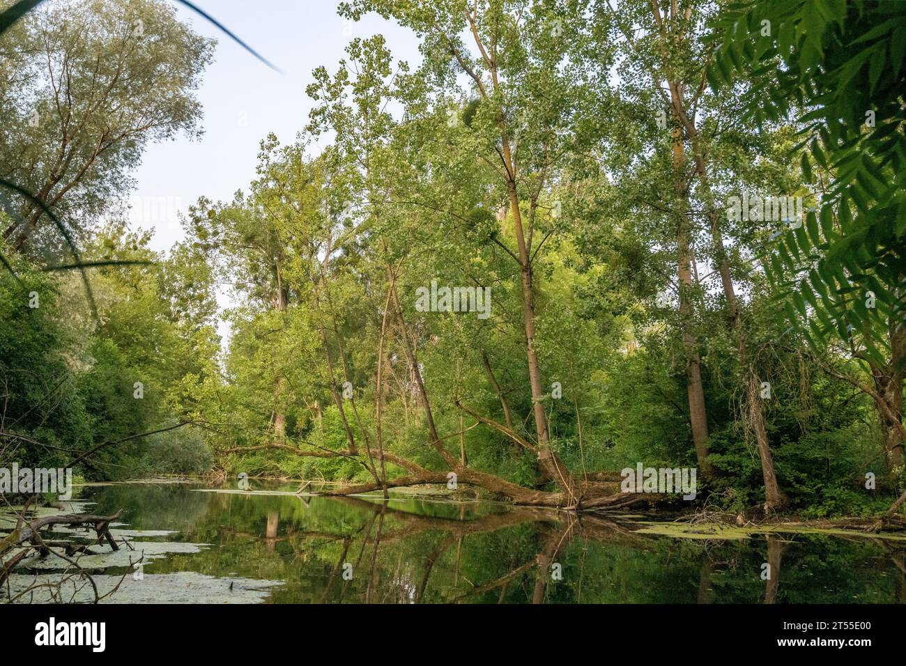 Nature reserve of the Rhine island of Rohrschollen, Alsace, France ...