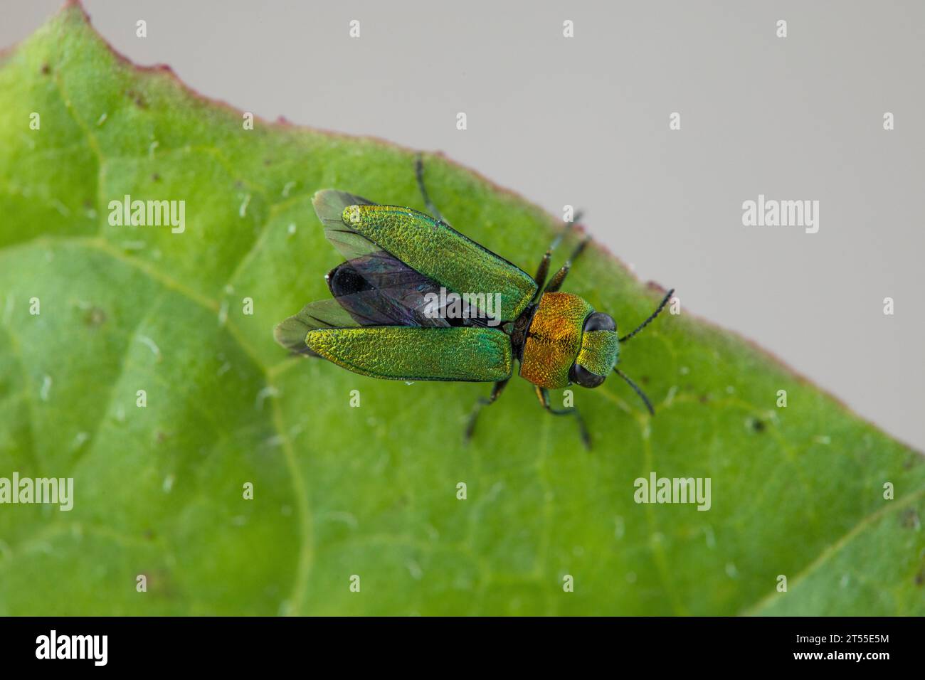 Jewel beetle (Anthaxia nitidula), female, Monnetier, France Stock Photo ...