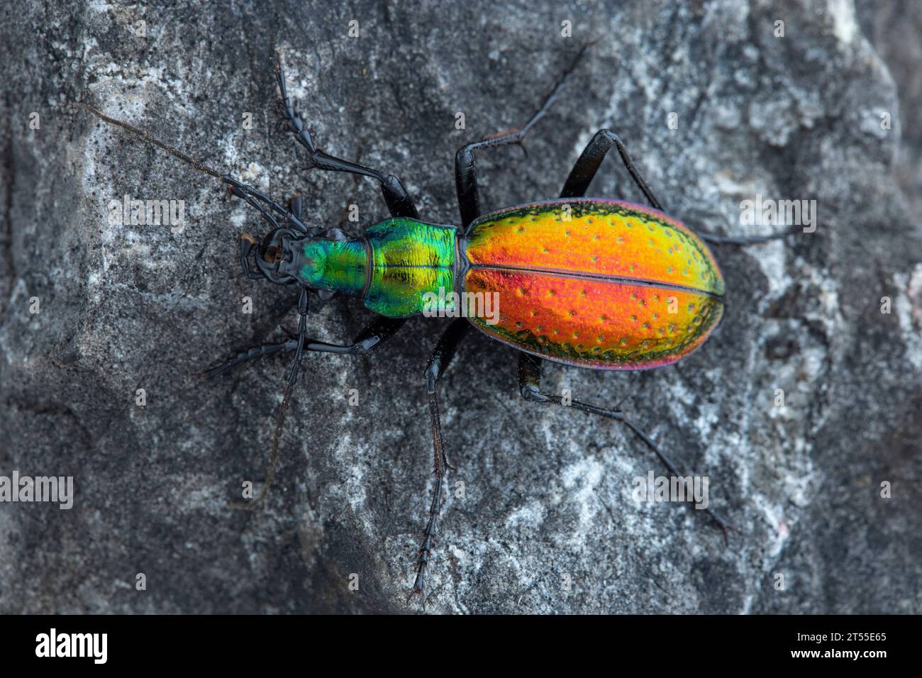 Golden beetle (Carabus -Chrysocarabus- rutilans perignitus, male ...