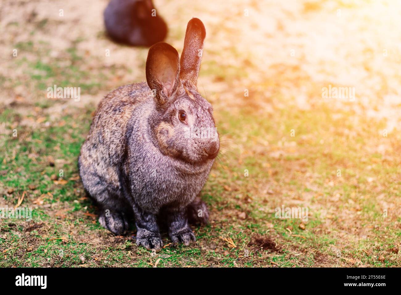 Cute white food's rabbit in green park. Animal nature habitat of rabbit ...