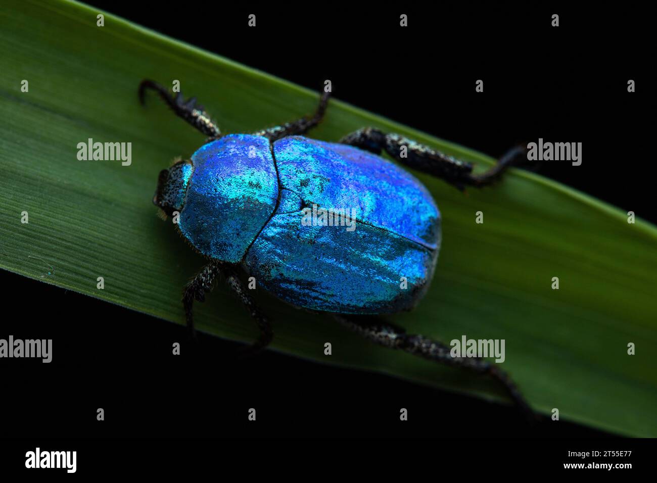 blue scarab beetle (Hoplia coerulea), male, Orleans, France Stock Photo ...