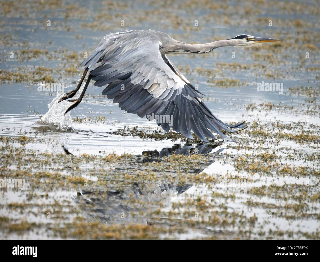 Tall bird hi-res stock photography and images - Alamy