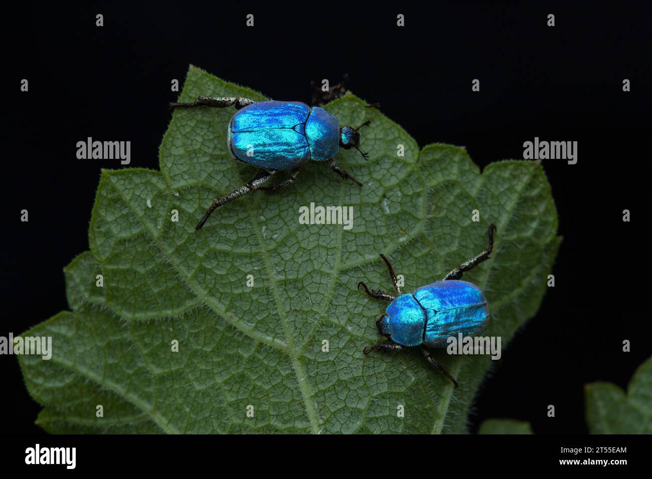 blue scarab beetle (Hoplia coerulea), males, Orleans, France Stock ...