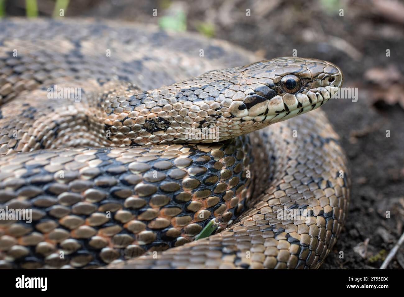 Steppe Rat Snake (Elaphe dione), Dedoplistskaro, Georgia Stock Photo ...