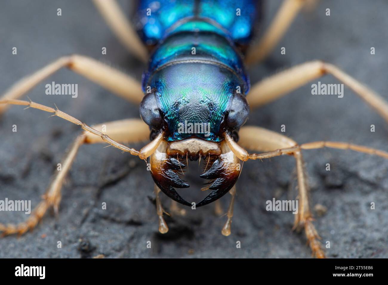 Tiger beetle (Grammognatha euphratica armeniaca), Vashlovani NP ...