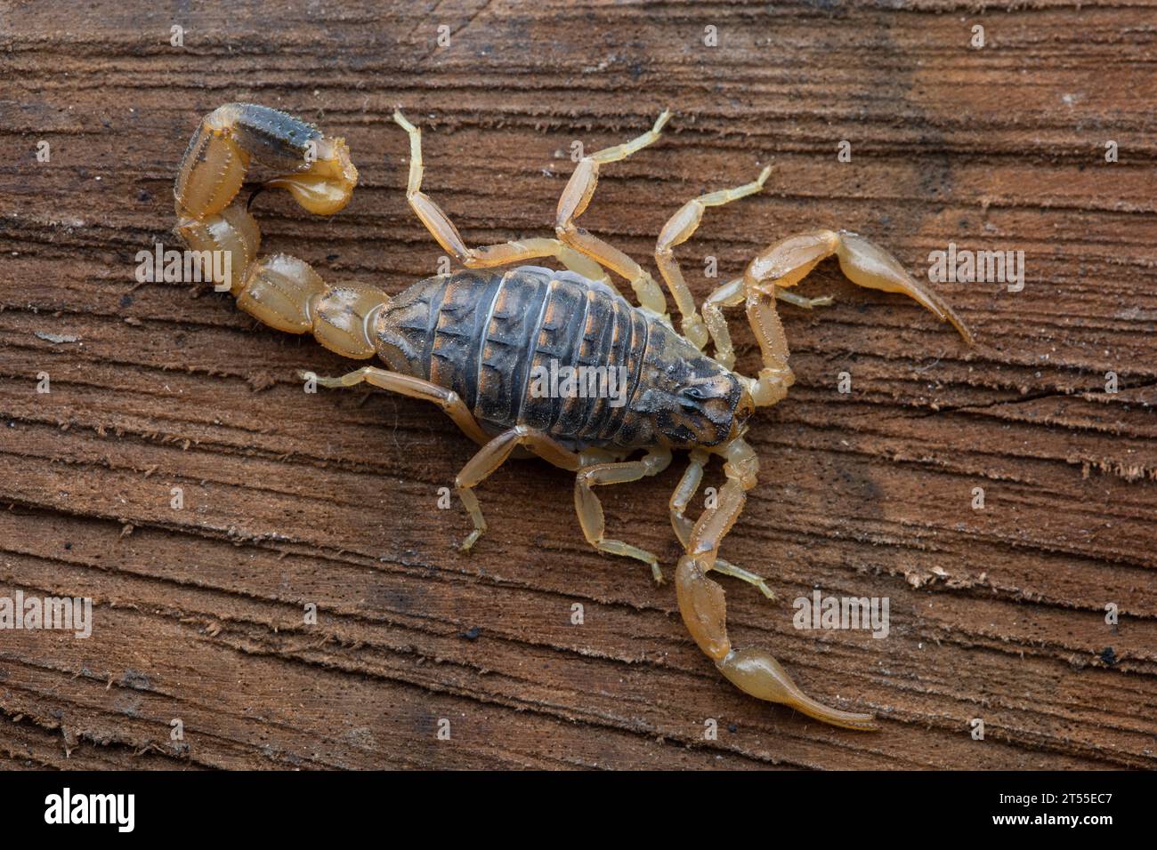 Lesser Asian scorpion (Mesobuthus eupeus)S. Dedoplistskaro, Georgia ...