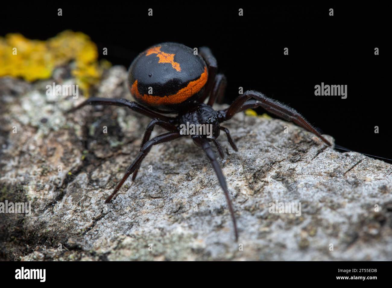 False black widow spider (Steatoda paykulliana), Vashlovani NP, Georgia ...