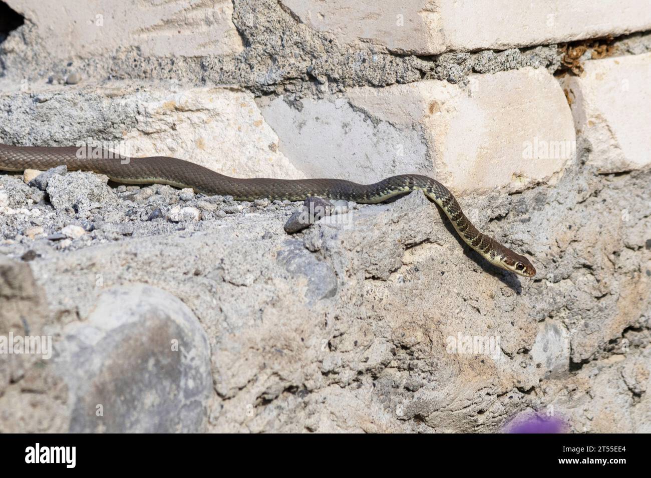 Dahl's whip snake (Platyceps najadum najadum) in situ - Vashlovani ...