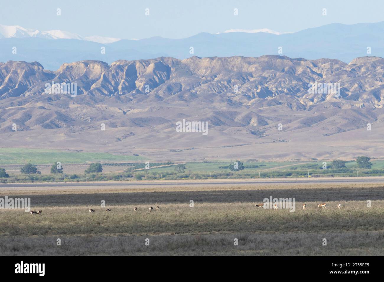 Persian goitered gazelle (Gazella subgutturosa), Vashlovani NP, Georgia ...