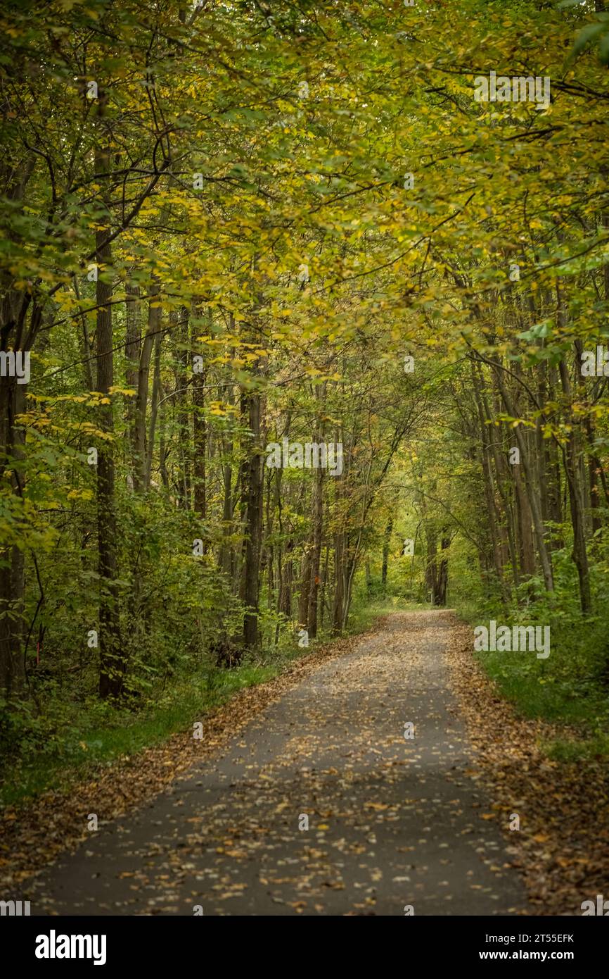 Leaf-covered path through woods at peak fall color Stock Photo - Alamy