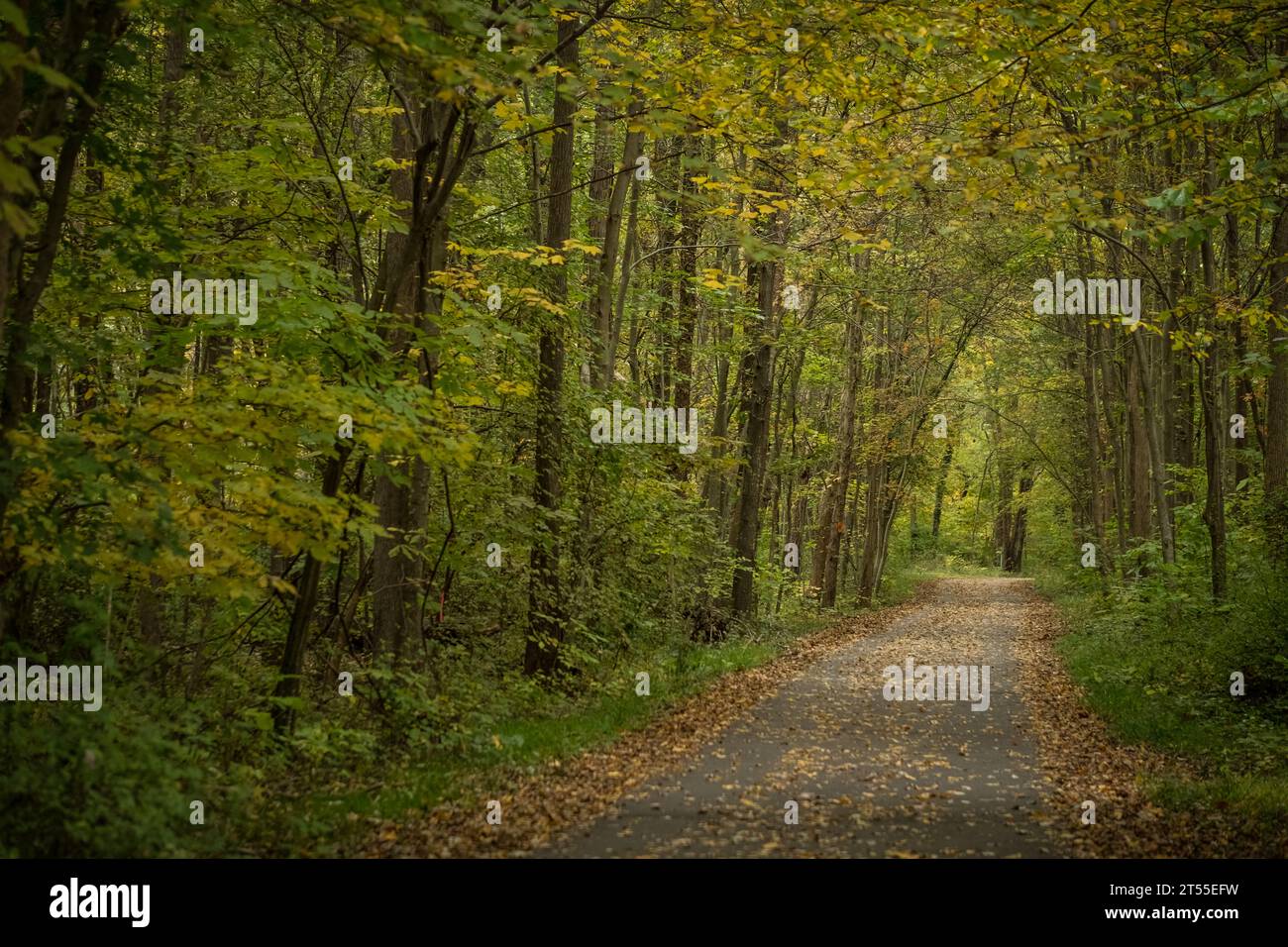 Leaf-covered path through woods at peak fall color Stock Photo - Alamy