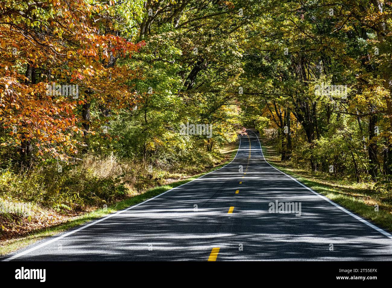 Road lined with trees with vibrant fall foliage Stock Photo - Alamy