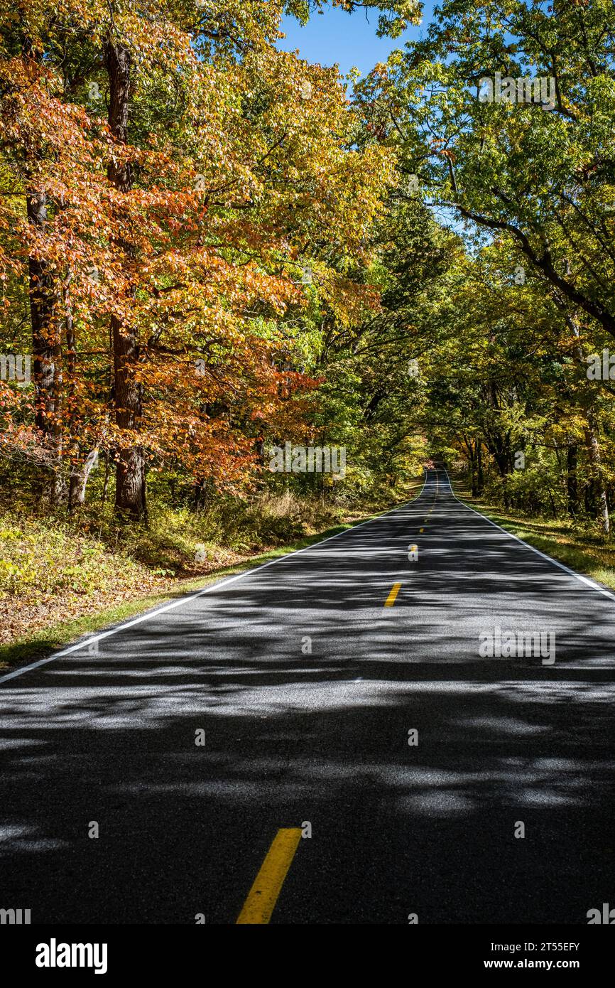 Road lined with trees with vibrant fall foliage Stock Photo - Alamy